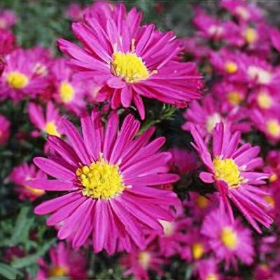 aster lateriflorus chloe