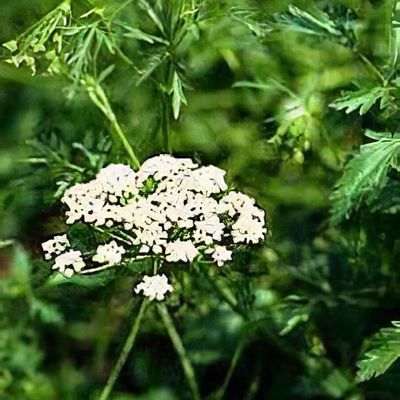 Pimpinella anisum