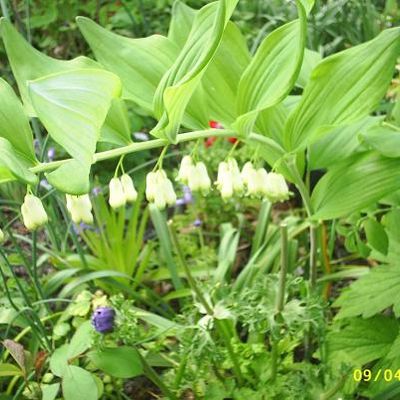 polygonatum multiflorum rhs
