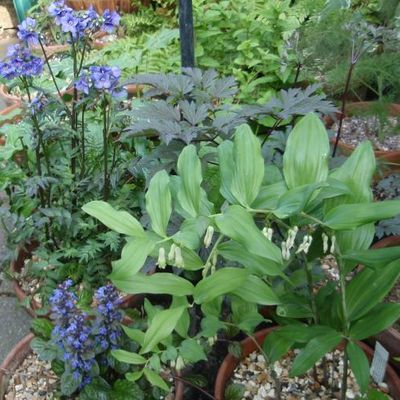 polygonatum multiflorum rhs
