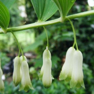 polygonatum multiflorum rhs