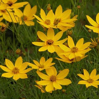 coreopsis sterntaler