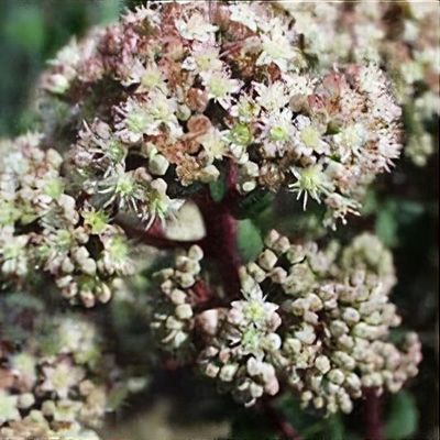 sedum iceberg