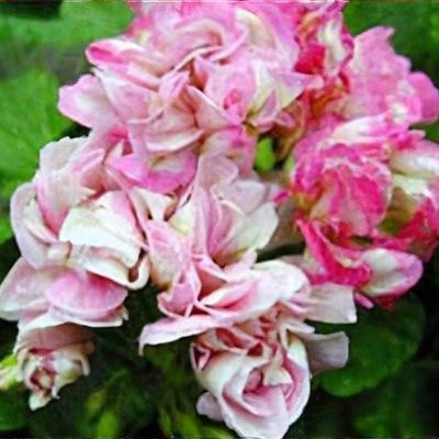sybil geraniums