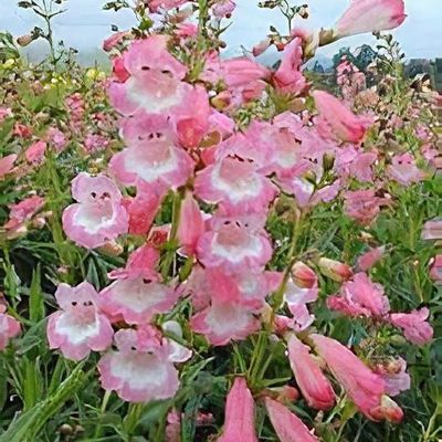 Penstemon 'Apple Blossom'