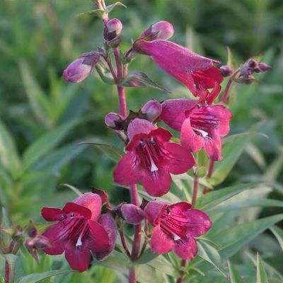 Penstemon 'Blackberry Ice'
