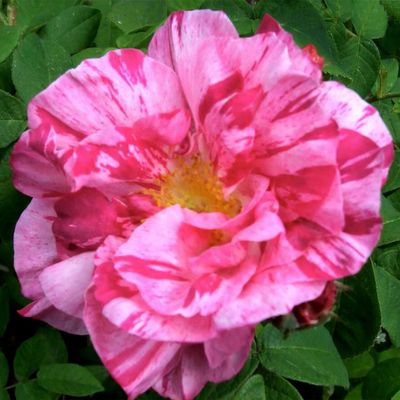Rosa gallica 'Versicolor'