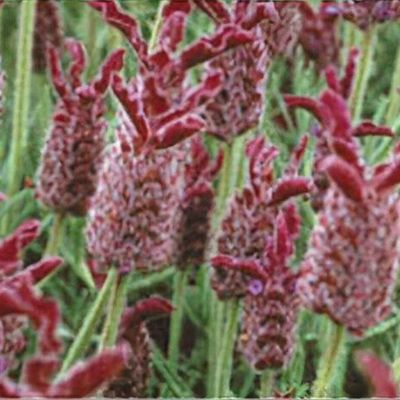 red lavender plant