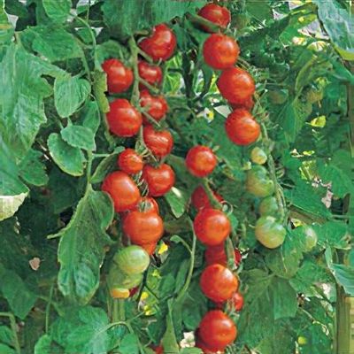 incas tomato