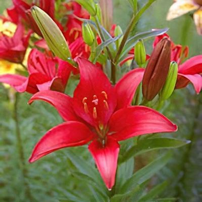 tiny ghost asian lily