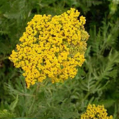 Achillea filipendulina 'Cloth of Gold'