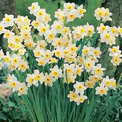 changing colors daffodil