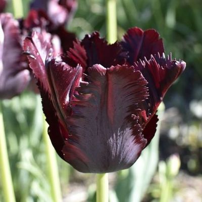 tulip atlantis