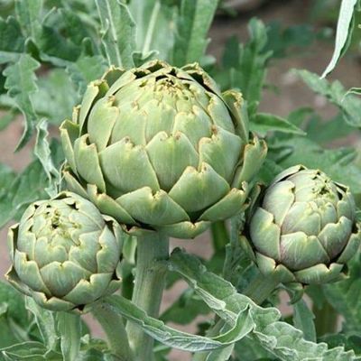 dwarf artichoke