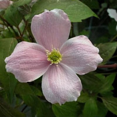 clematis aria