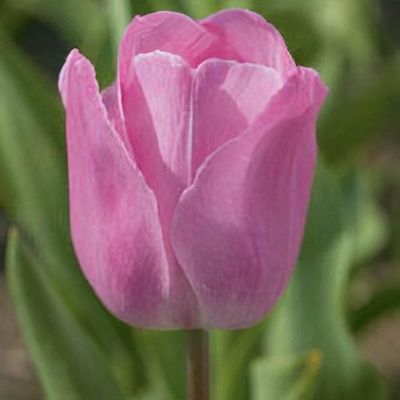 tulip atlantis