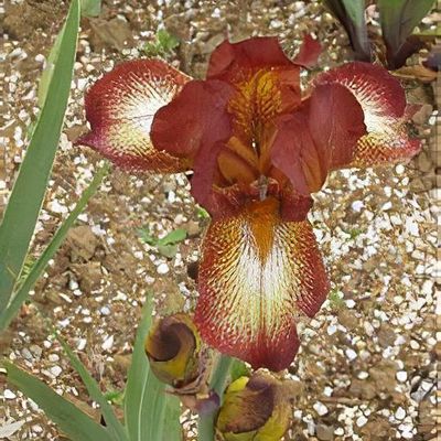 iris rippling clouds