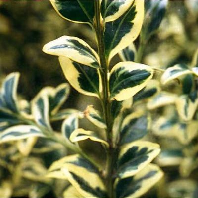 variegated buxus