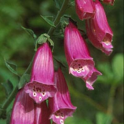 digitalis snow thimble