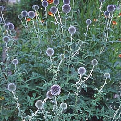 Echinops ritro 'Veitch's Blue'