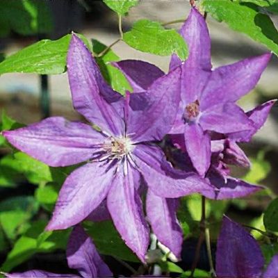 clematis aria
