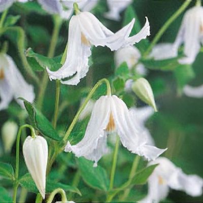 clematis aria