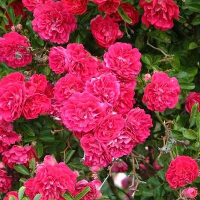 midas touch rose zone