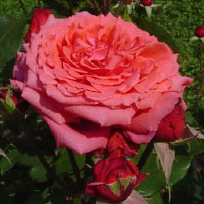 midas touch rose zone