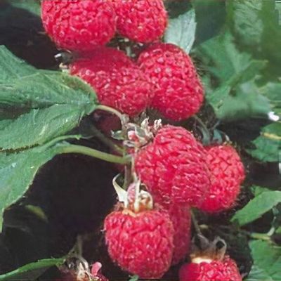 sugana raspberry canes