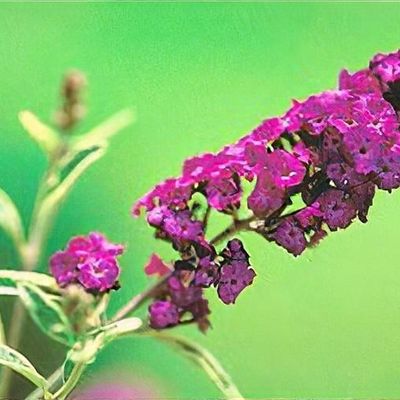 tricolor buddleia