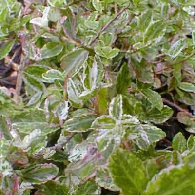 moonshadow euonymus problems