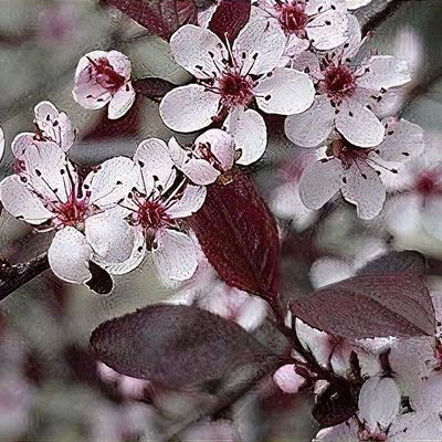 prunus hedelfinger