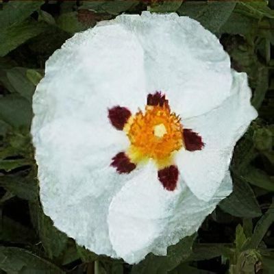 Cistus 'Alan Fradd'