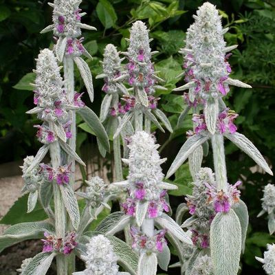 Stachys byzantina