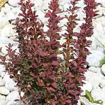 red rocket berberis