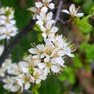 Prunus spinosa