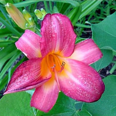 hemerocallis cherry catherine