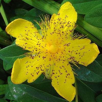 hypericum forrestii