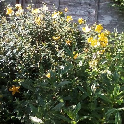 hypericum calycinum pruning