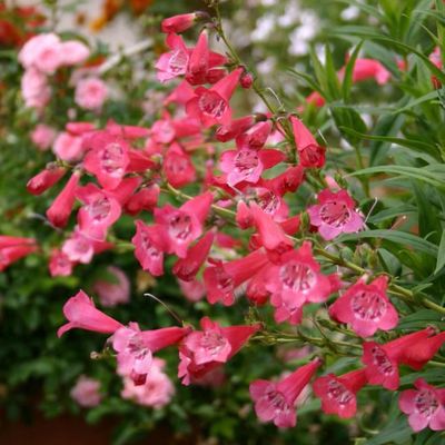 penstemon tzar