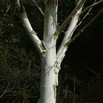 birch silver shadow