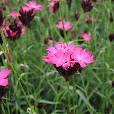 dianthus supernova