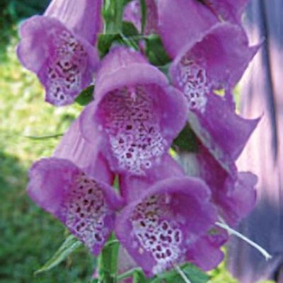 digitalis snow thimble