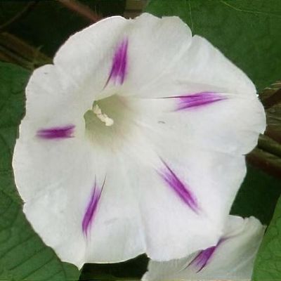 ipomoea nil chocolate