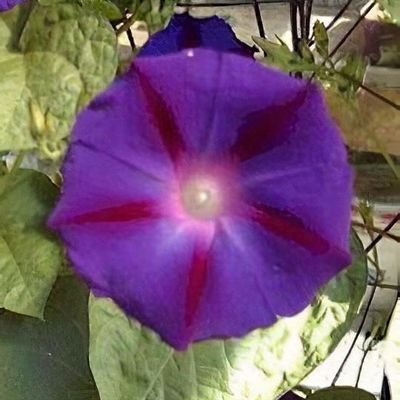 ipomoea variegata