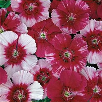 dianthus devon wizard
