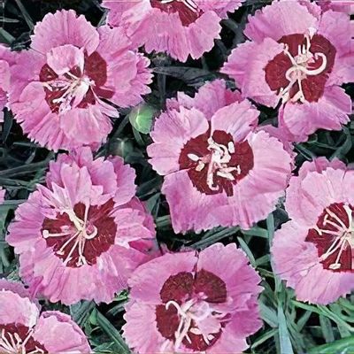 dianthus devon wizard