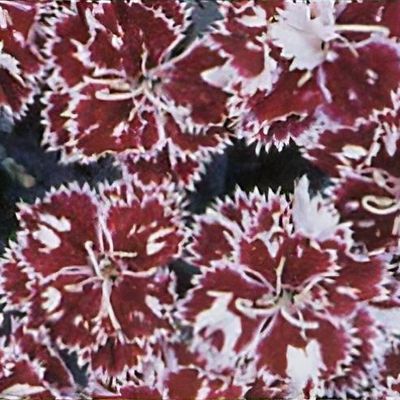 dianthus raspberry magic