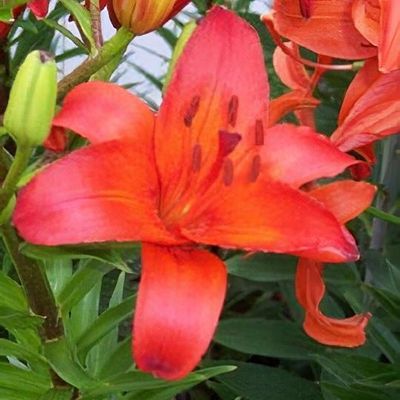 lilium orange pixie
