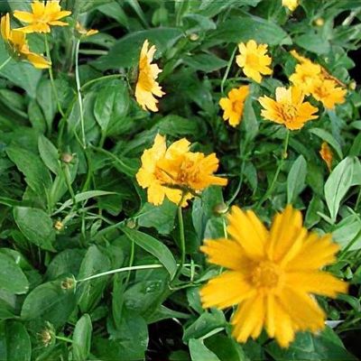 coreopsis calypso